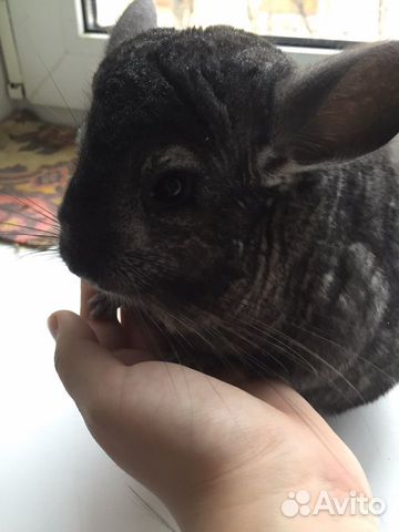 Шиншилла
