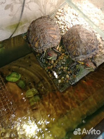 Красноухая черепаха