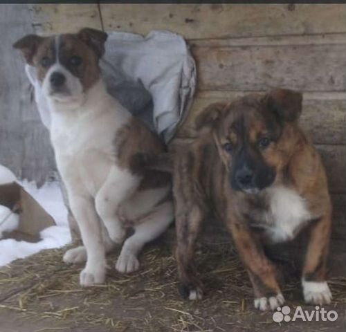 Щенки- кобельки