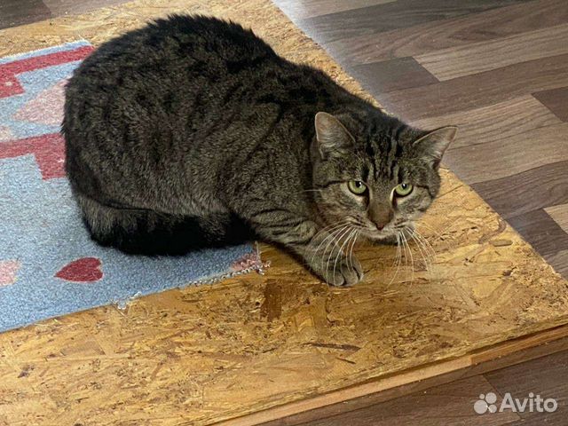 Кошка, которая и не надеется стать кому-то нужной