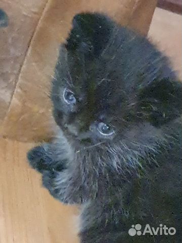 Отдаём котят. Мама британка. Все девочки