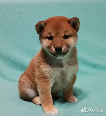 Девочка и мальчик Сиба ину (Шиба ину)