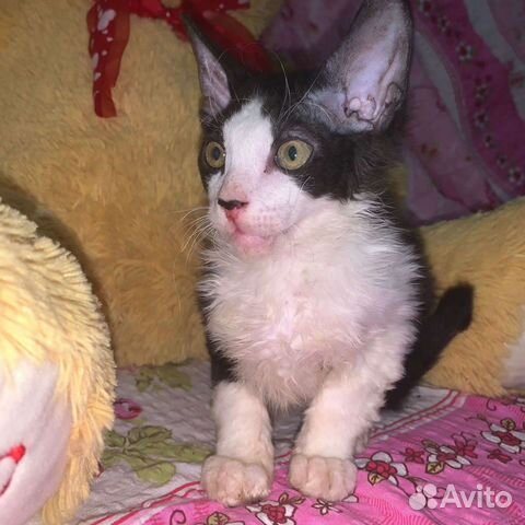 Котенок каракуль сфинкс