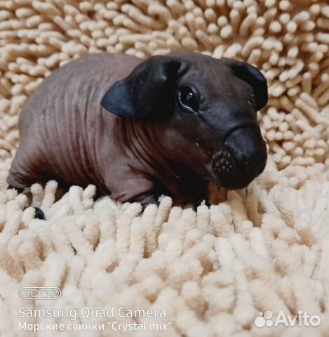 Морская свинка,девочка болдуин