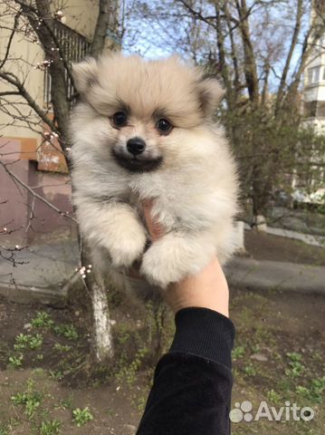 Шпиц померанец