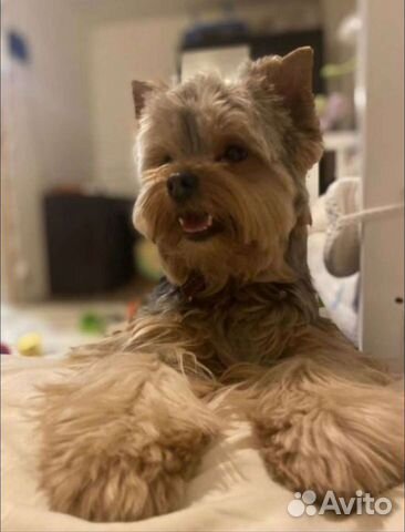 Йоркширский терьер