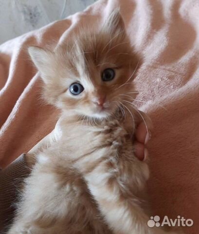 Котенок мальчик бесплатно