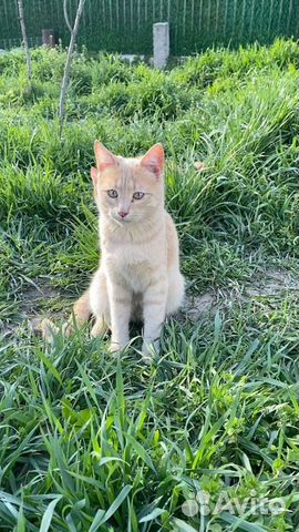 Котенок в добрые руки