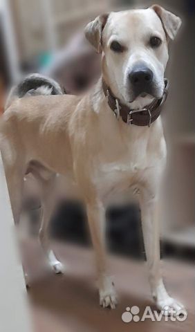 Джек нуждается в хозяине