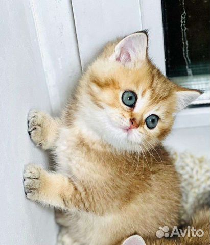 Шотландские котята золотые