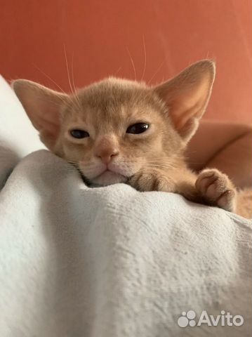 Абиссинские котята