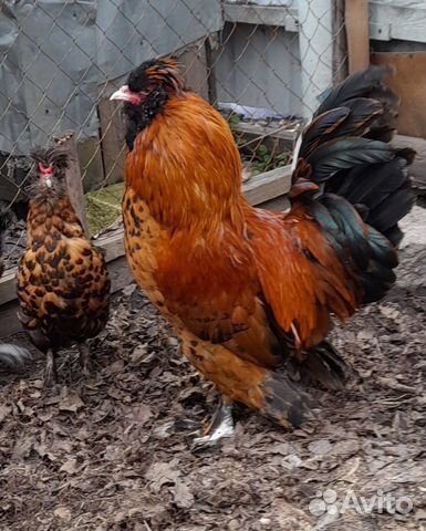 Петух и курочка