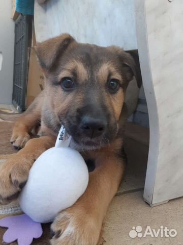 Щенок девочка 2 месяца Ищем дом