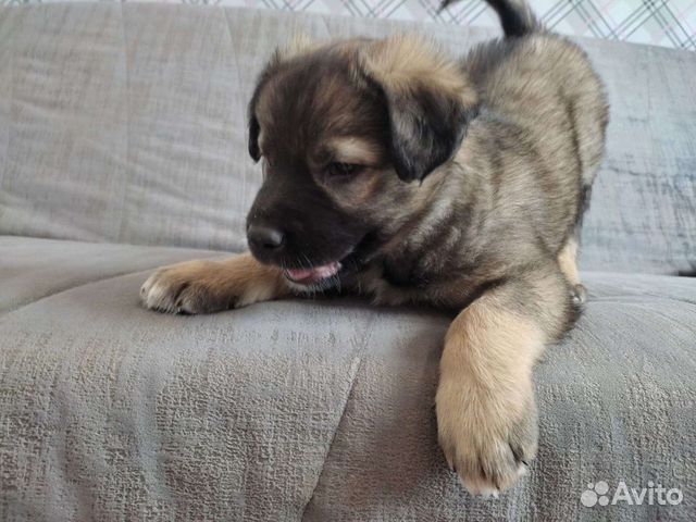 Щенок в добрые руки