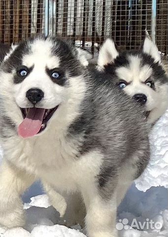 Чудесные малыши хаски