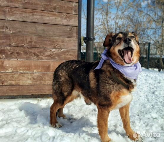 Бобо не хочет умереть в клетке