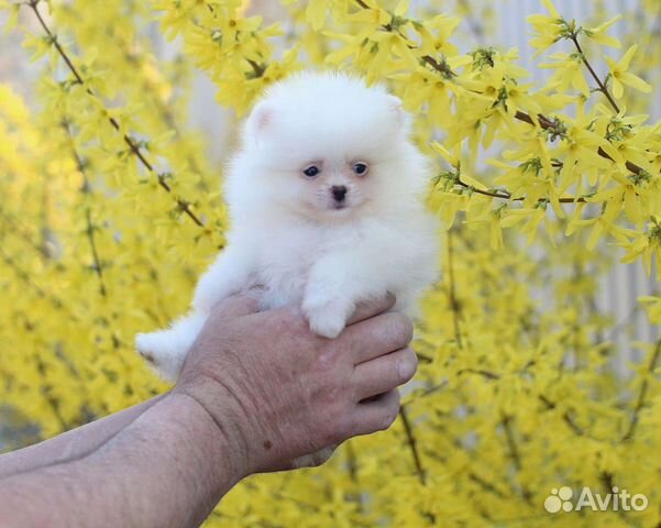 Померанский шпиц мини