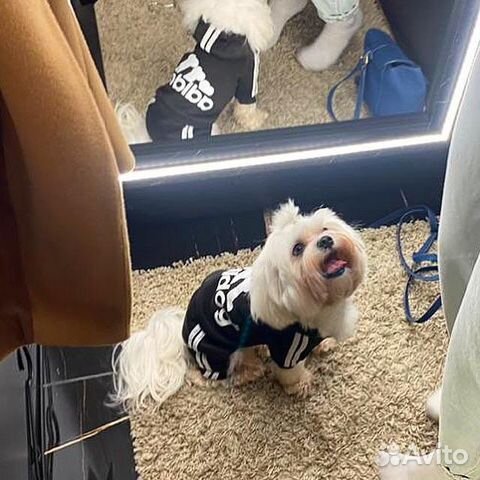 Мальтийская болонка вязка