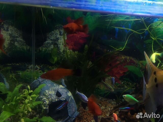 Аквариумные рыбки меченосцы