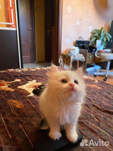 Котёнок