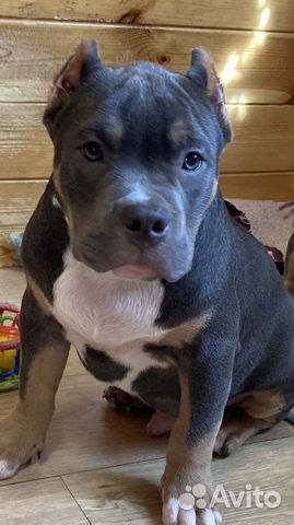 Американский булли пацан