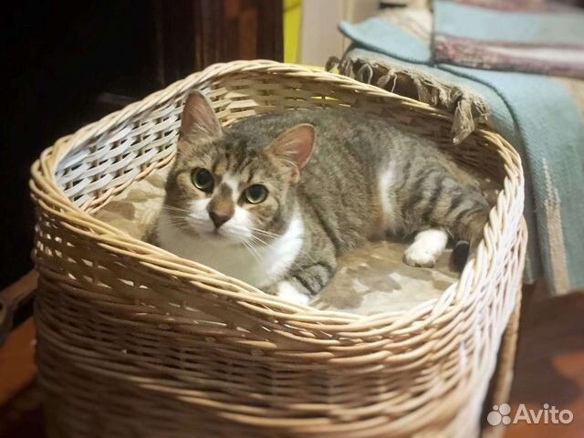 Кошечка Коко