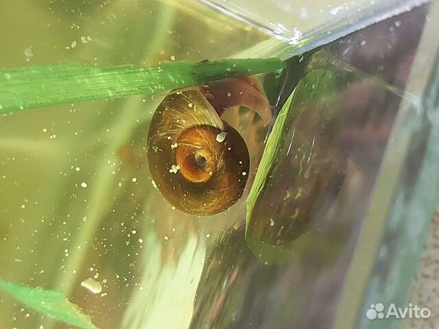 Улитки катушки