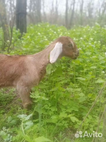 Нубийские козлята