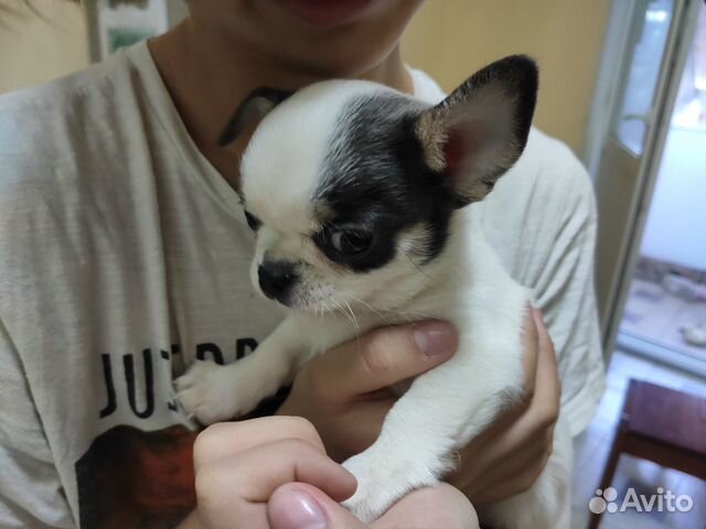 Щенки чихуахуа мини мальчик