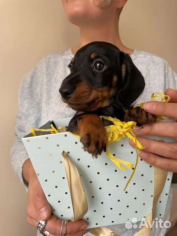 Такса кроличья жш