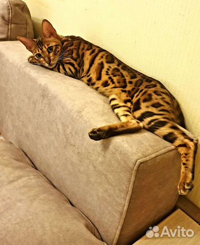 Ищем жениха бенгальского