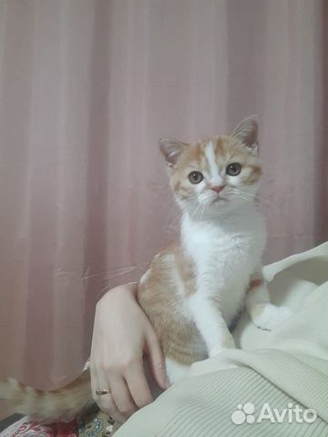 Котенок подросток девочка бесплатно