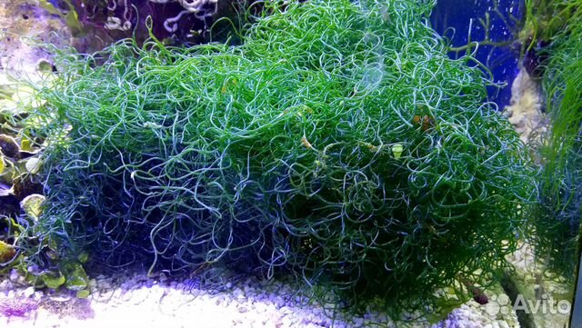 Хетаморфа, каулерпа