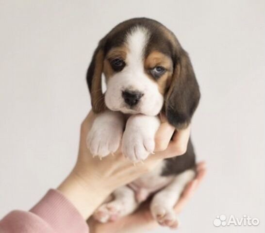 Щенок бигля РКФ