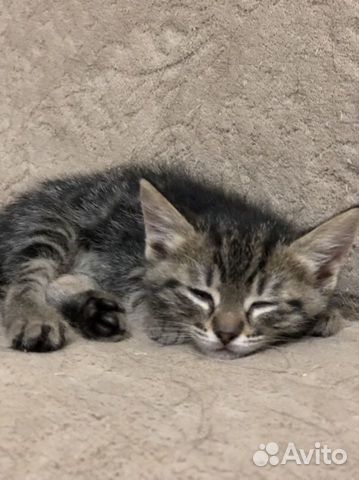 Котята в добрые руки даром