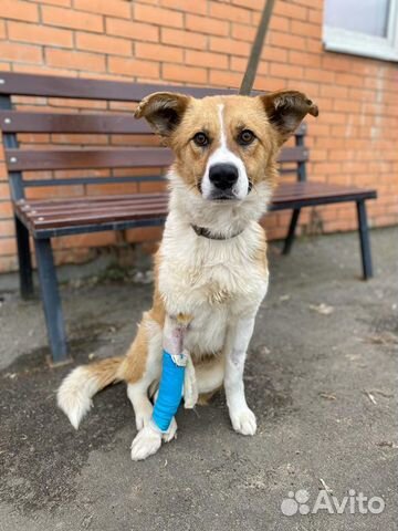 Дайте Веснушка шанс на жизнь