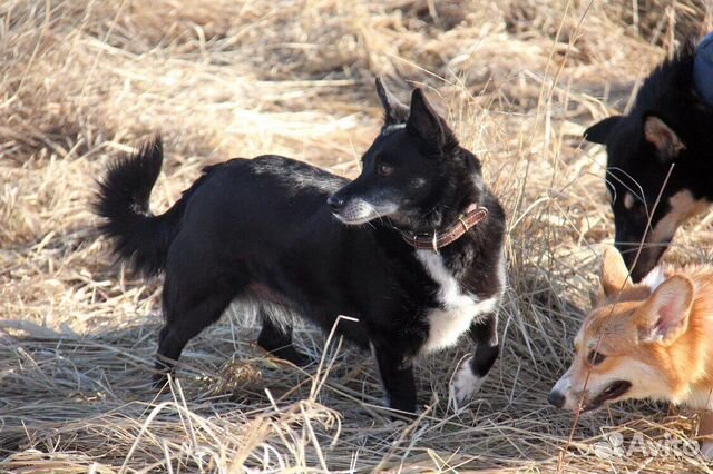 Прекрасная Мери