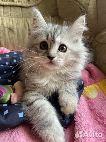 Девочка в добрые руки