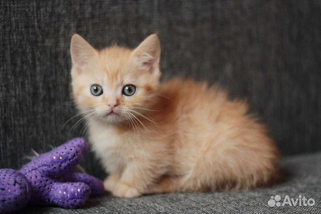Котенок манчкин/менуэт