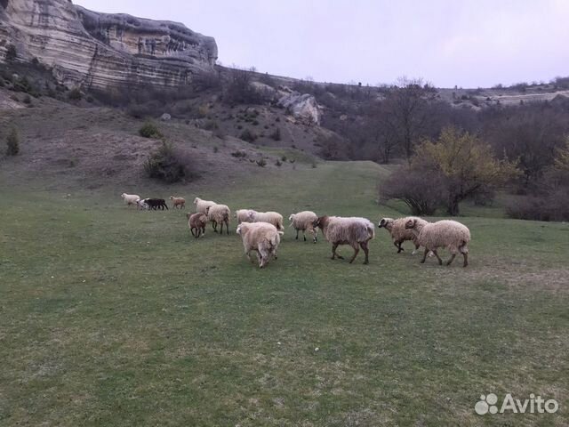 Овцы бараны ягнята