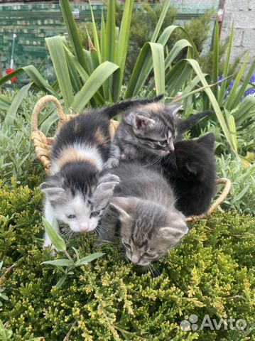 Милых котят, отдаю в добрые руки