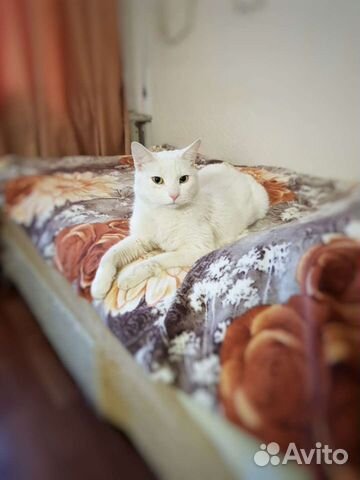 Большой,добрый и красивый кот Беляш ищет дом