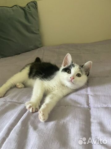 Котёнок Кайли в добрые руки