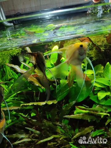 Рыба Скалярии