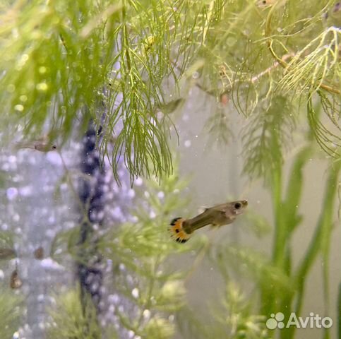 Аквариумные рыбки гуппи