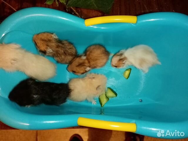 Сирийский хомяк