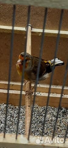 Щегол гибрид певчий