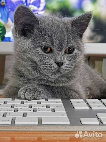 Британская голубая кошечка София 2 мес