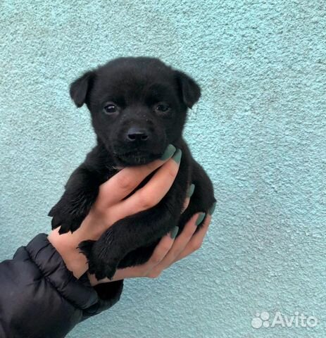 Коди ищет дом