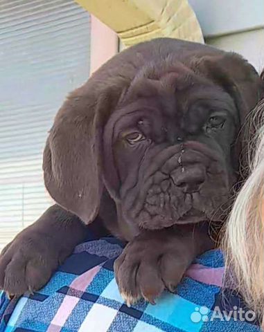 Неаполитанский мастиф